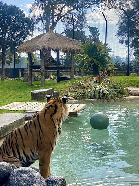 The tiger pool is continually crystal clear, and backwashing is at a minimum - The tiger pool is ...